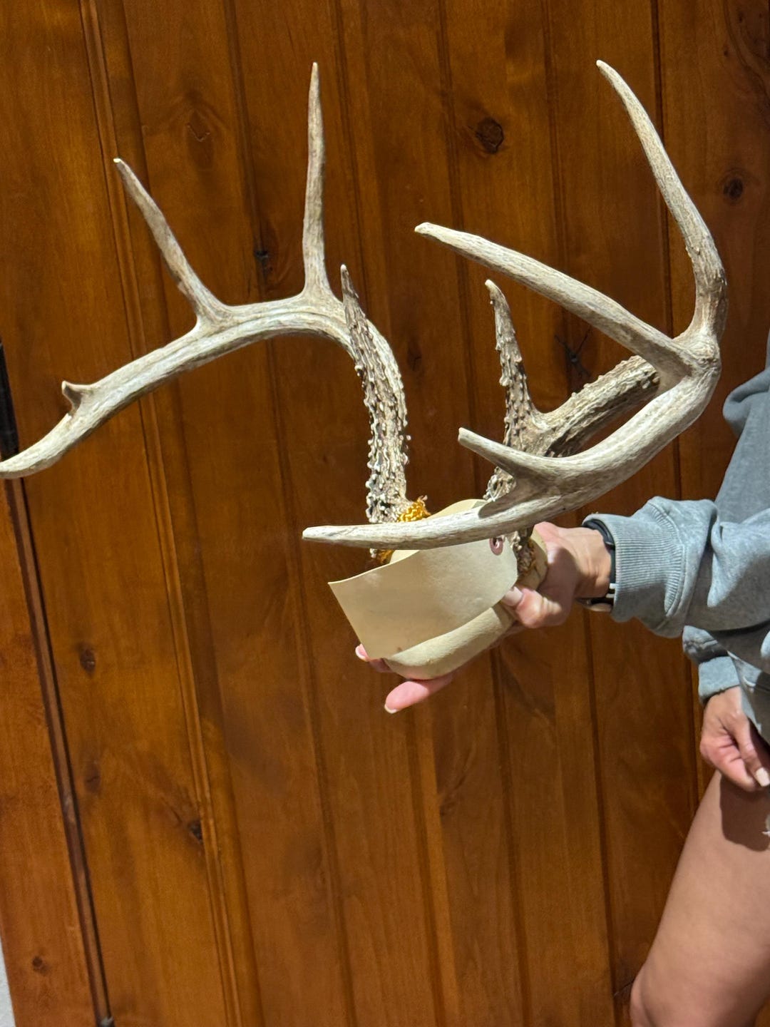 Whitetail Skull Cap, Unique Shape, Mount, Nice Set of Horns Taxidermy ...