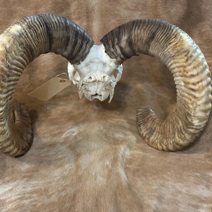 Beautiful Ram Skull 33 Urial Sheep Horns Bone, Red Sheep, Mouflon ...