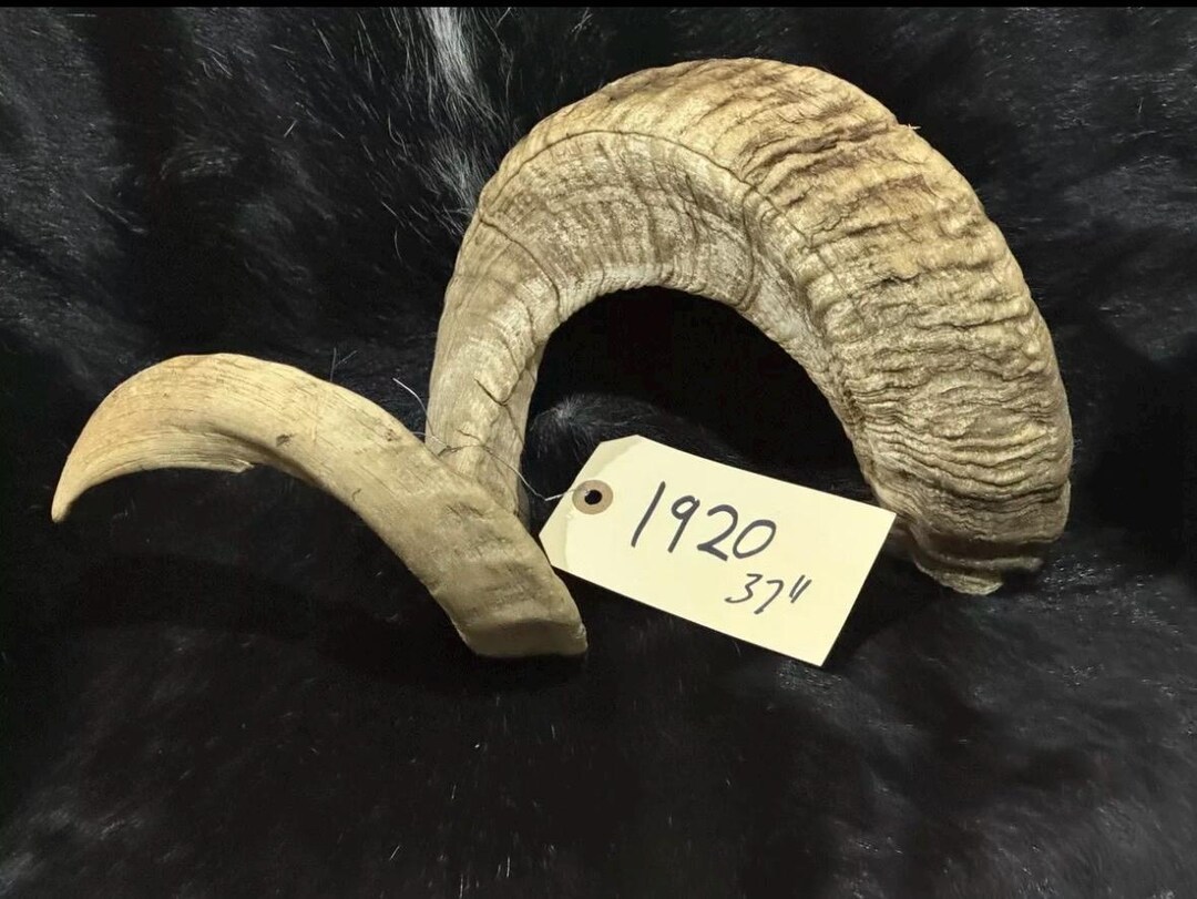 37 Ram Horn, Taxidermy, Mount, Shofar, Crafts, Trophy, Man Cave ...