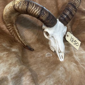 Beautiful Ram Skull 33 Urial Sheep Horns Bone, Red Sheep, Mouflon ...