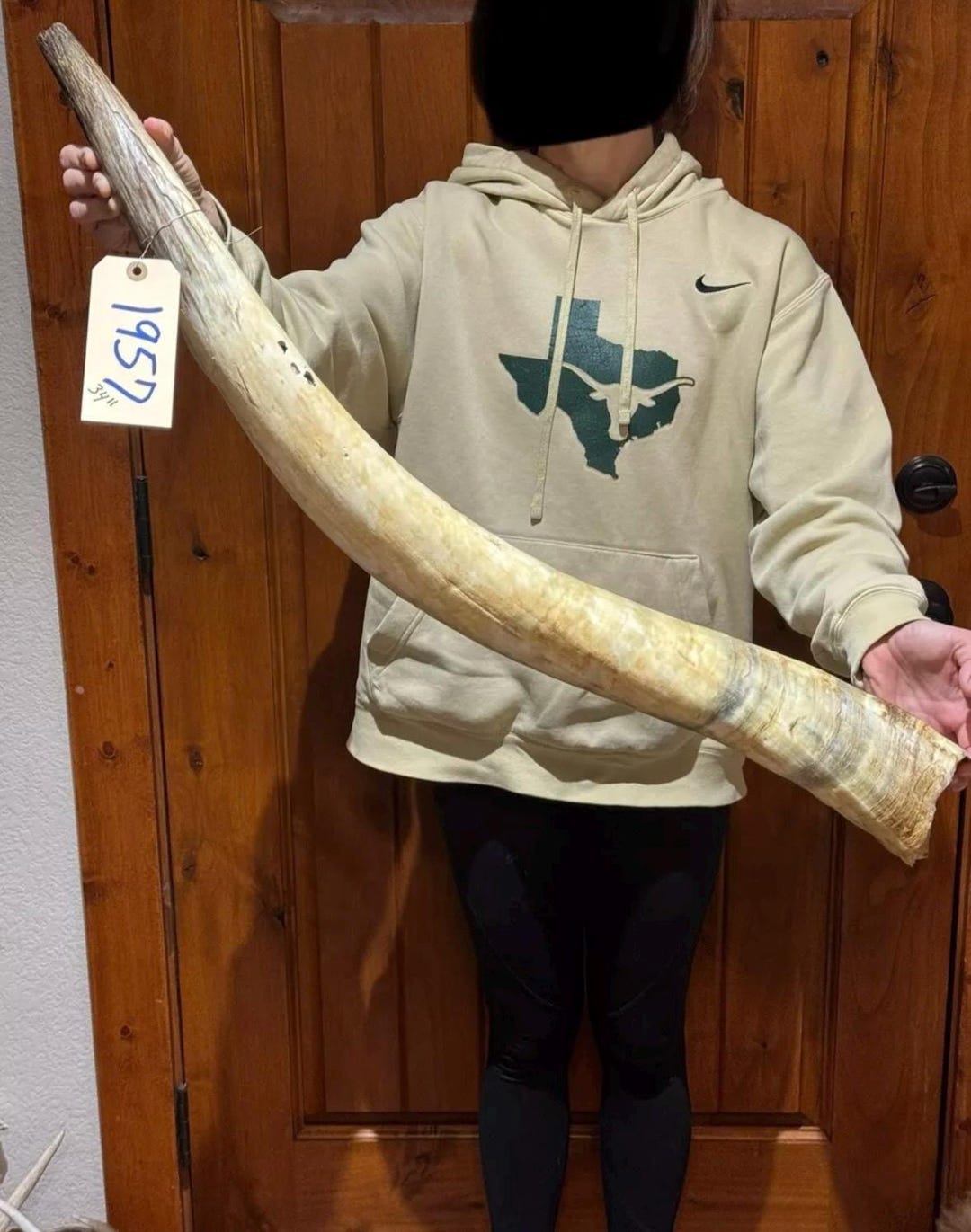 Longhorn Horn, Steer, Cow, Bull, Nice Semi Polished Horn, Older Horn ...