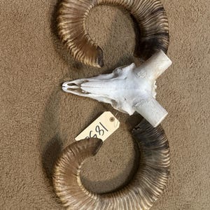 Beautiful Ram Skull 33 Urial Sheep Horns Bone, Red Sheep, Mouflon ...