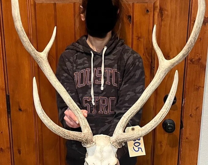 Axis Skull, 29” Beams, Mount, Taxidermy, European Mount, Man Cave Lodge ...