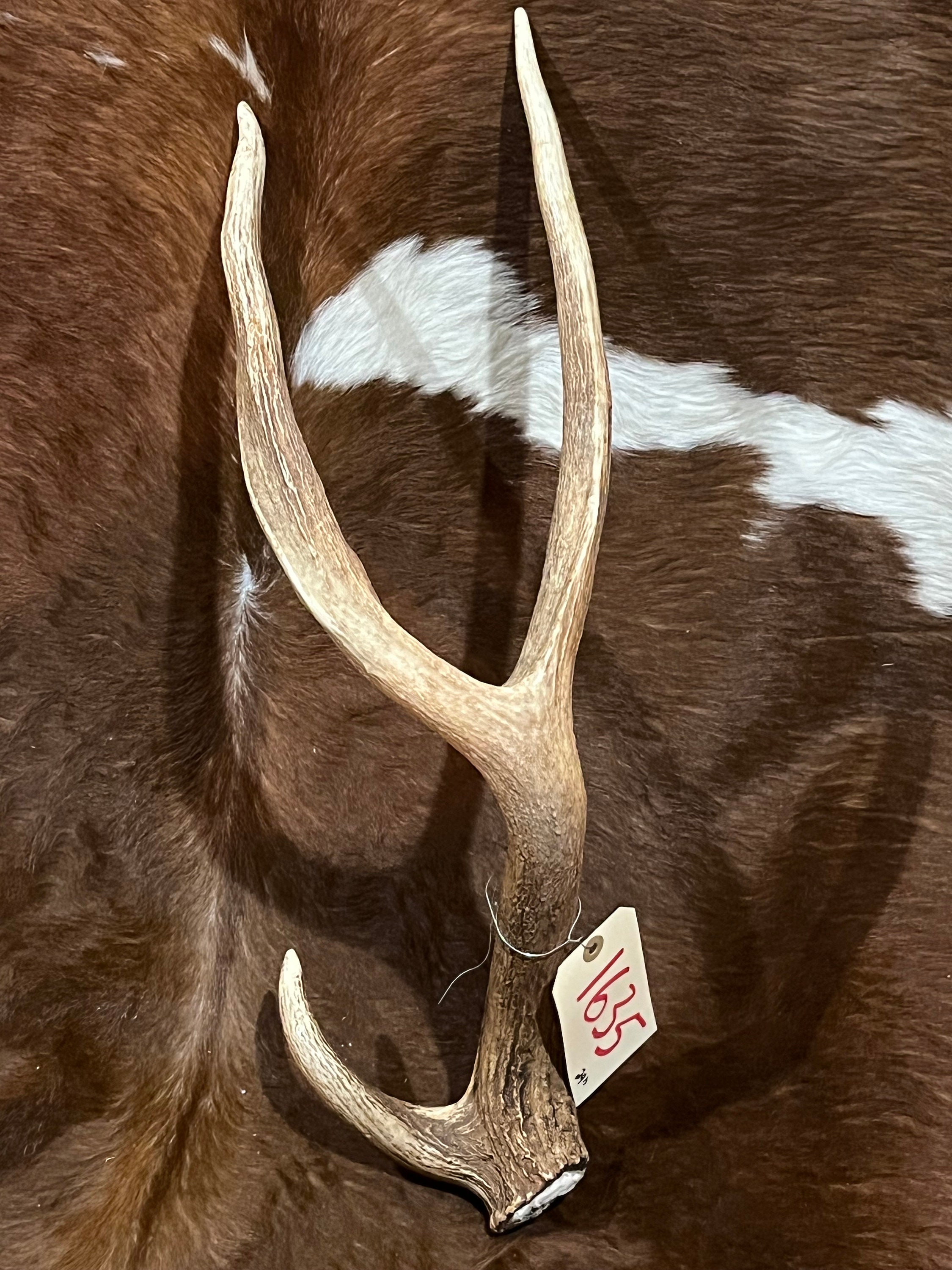 29” Axis Shed Antler. Huge Cottle Tines Good Looking Shed. Nice Shed ...