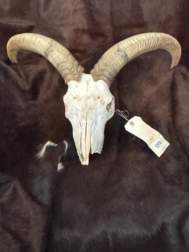 Nice Small Audad Sheep Skull, Man Cave, Lodge Decor, Crafts, Oddities ...