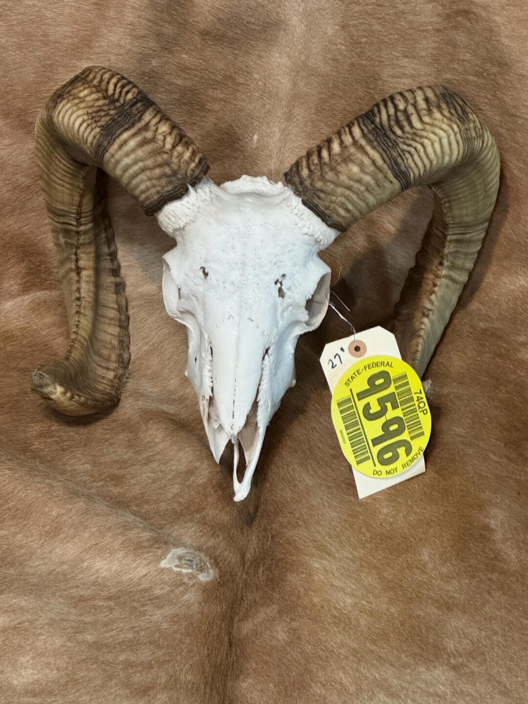 Ram Skull 27 Urial Sheep Horns Bone, Red Sheep, Mouflon, Taxidermy ...
