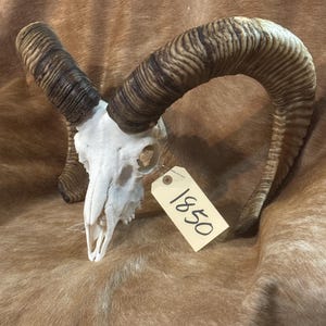 Beautiful Ram Skull 33 Urial Sheep Horns Bone, Red Sheep, Mouflon ...