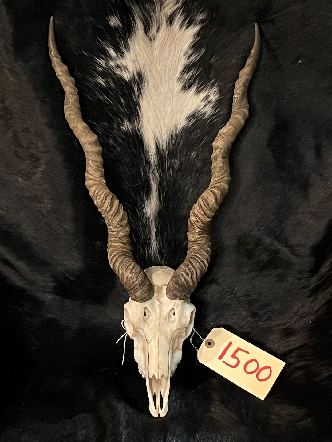 17” Blackbuck European Real Skull Taxidermy Mount Man Cave Lodge Decor ...