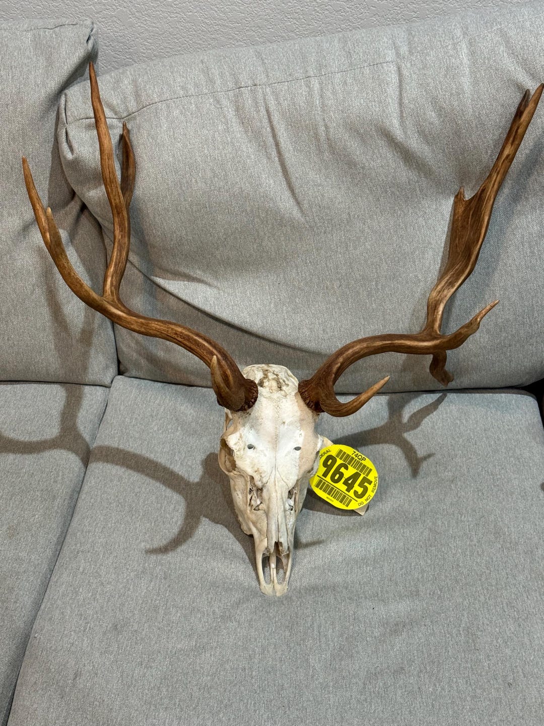 Nice Fallow Skull, Mount, Taxidermy, European Mount, Man Cave Lodge ...