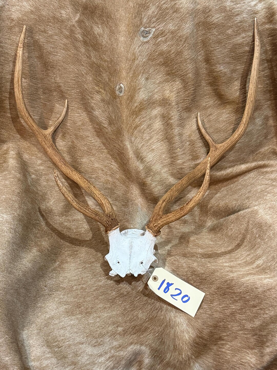 Axis Skull Cap, 24 Wide 26 Beams, Mount, Taxidermy, European Mount, Man ...