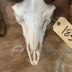 Beautiful Ram Skull 33 Urial Sheep Horns Bone, Red Sheep, Mouflon ...
