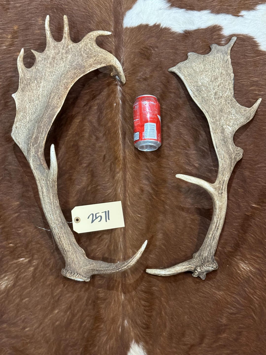 Lot of 2 Sheds, Fallow, Axis, Whitetail Taxidermy, Horns, Antlers, Bone ...