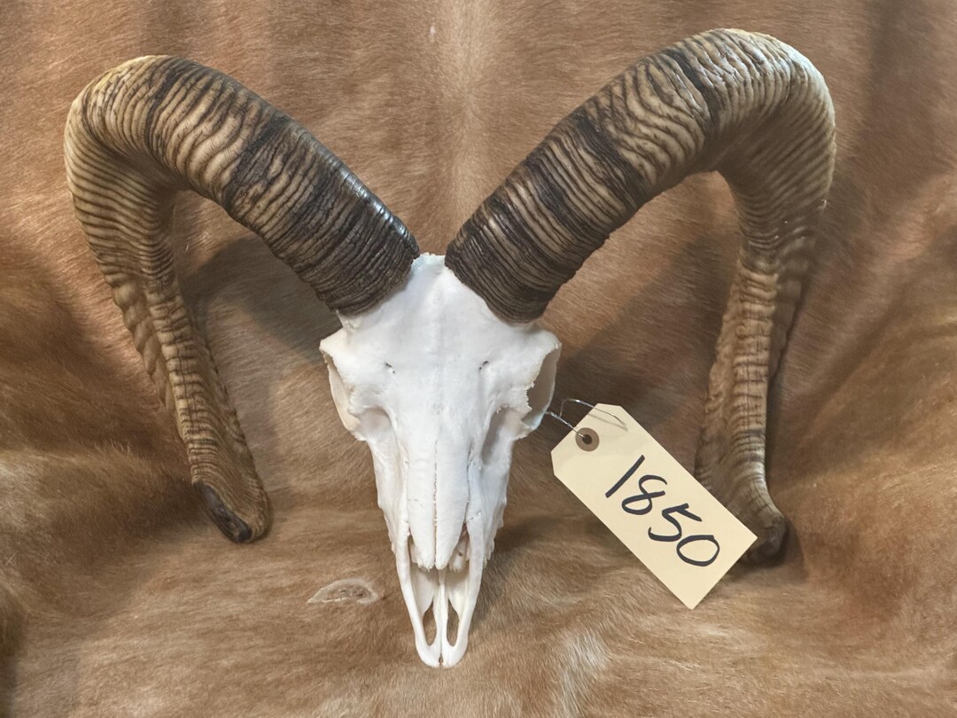 Beautiful Ram Skull 33 Urial Sheep Horns Bone, Red Sheep, Mouflon ...