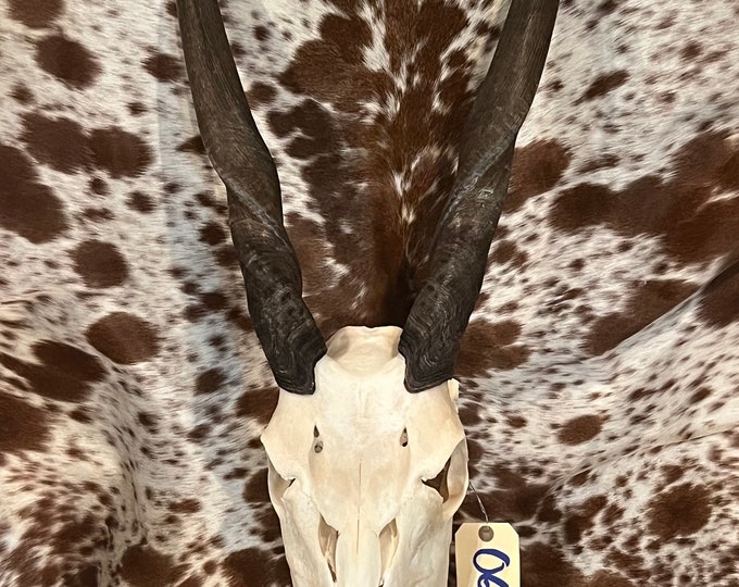 23” Eland Antelope Skull, Nearly Perfect, European Mount, Taxidermy ...