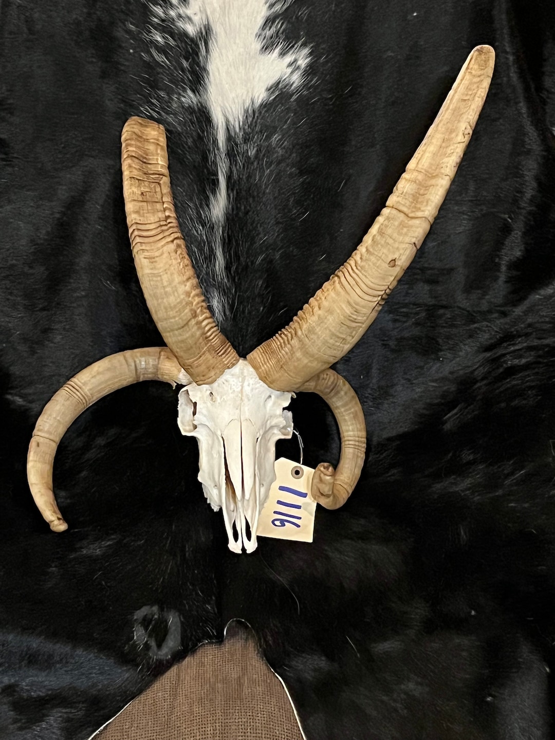 Huge Beautiful 4 Horn Jacobs Sheep Skull 19x18x13.5x131116 - Etsy