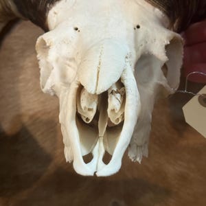 Beautiful Ram Skull 33 Urial Sheep Horns Bone, Red Sheep, Mouflon ...