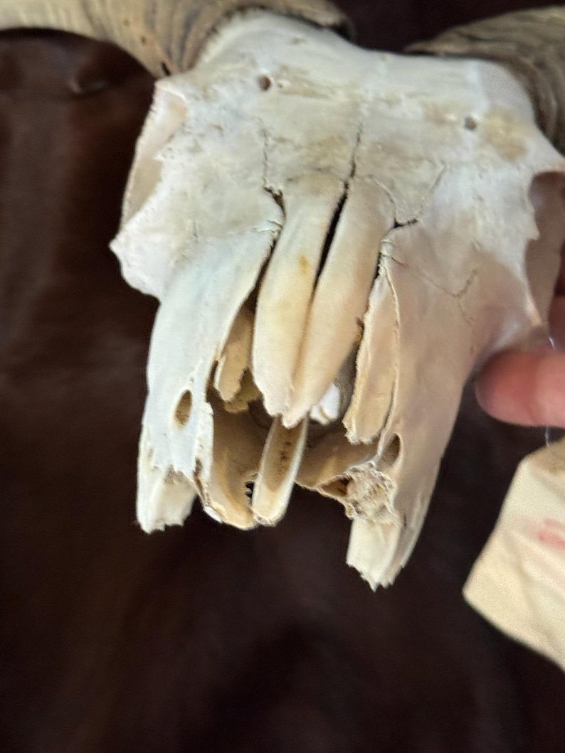 Nice Small Audad Sheep Skull, Man Cave, Lodge Decor, Crafts, Oddities ...