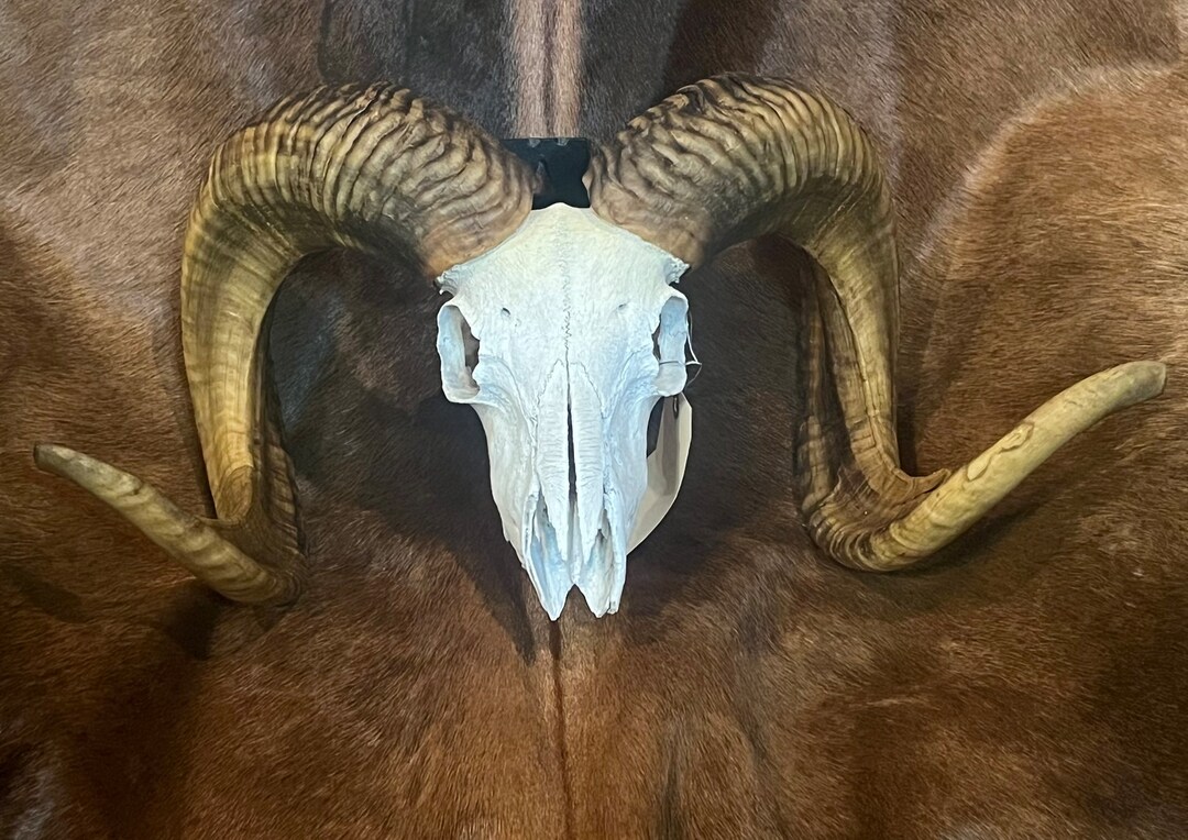 Nice Ram Skull 29” Horns, European Mount, Sheep, Taxidermy, Mounts (574 ...