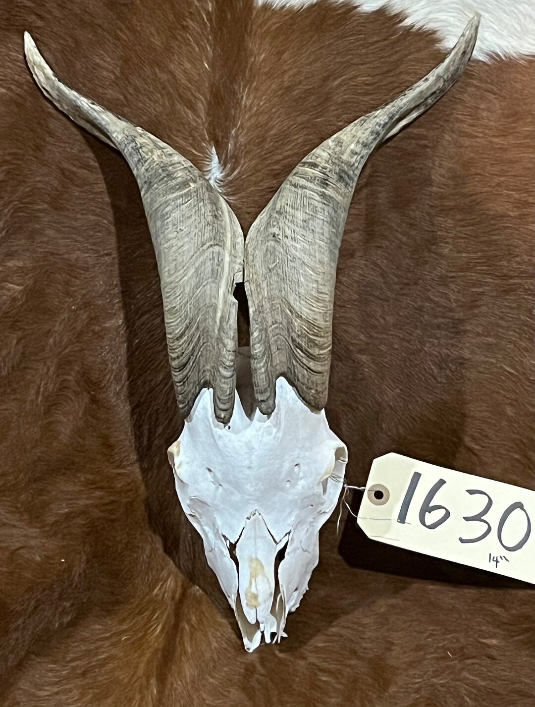 Nice 14” Goat Skull, Man Cave, Lodge Decor, Crafts, Oddities, Taxidermy ...