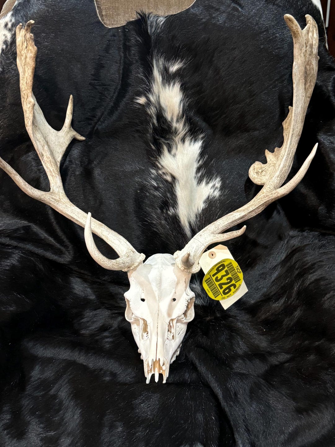 Nice Fallow Skull, 24 Wide, Mount, Taxidermy, European Mount, Man Cave ...