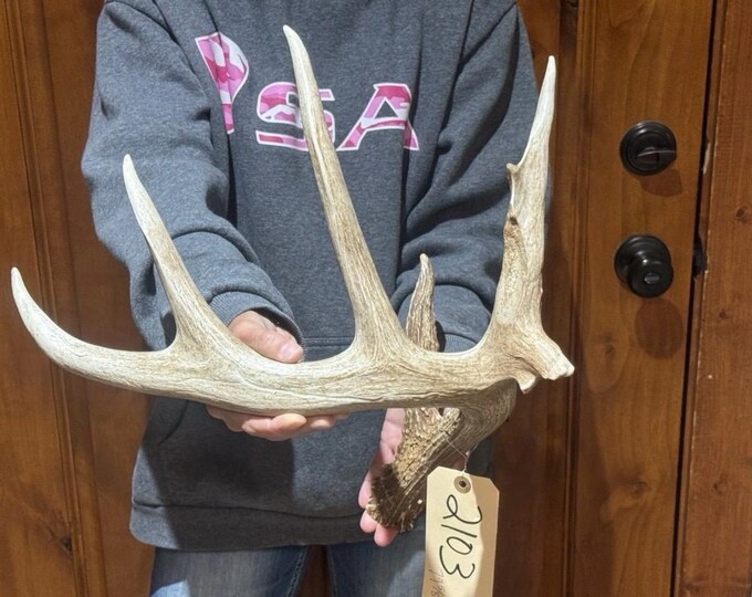 Huge 79 5/8”whitetail Shed Antler. Good Looking Shed. 5 Point Perfect ...