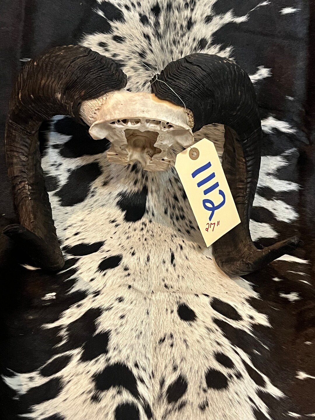 Ram Skull Cap Sheep 27” Horns Taxidermy, European, Mount, Man Cave ...