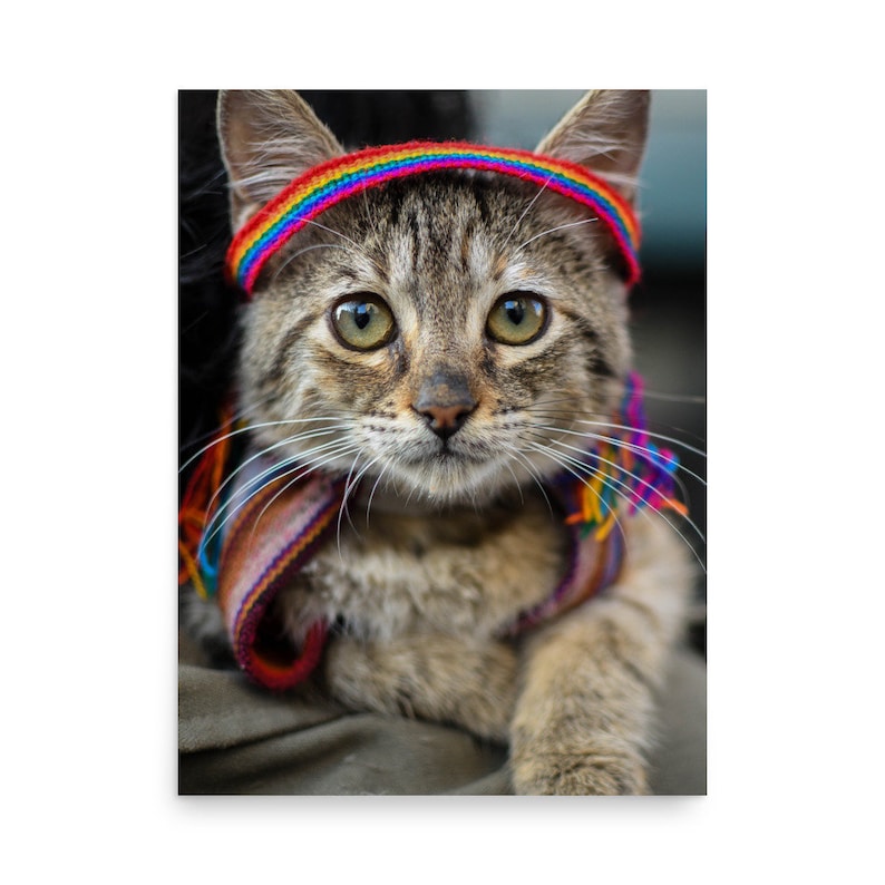 Peruvian Street Cat - Print Poster - Etsy