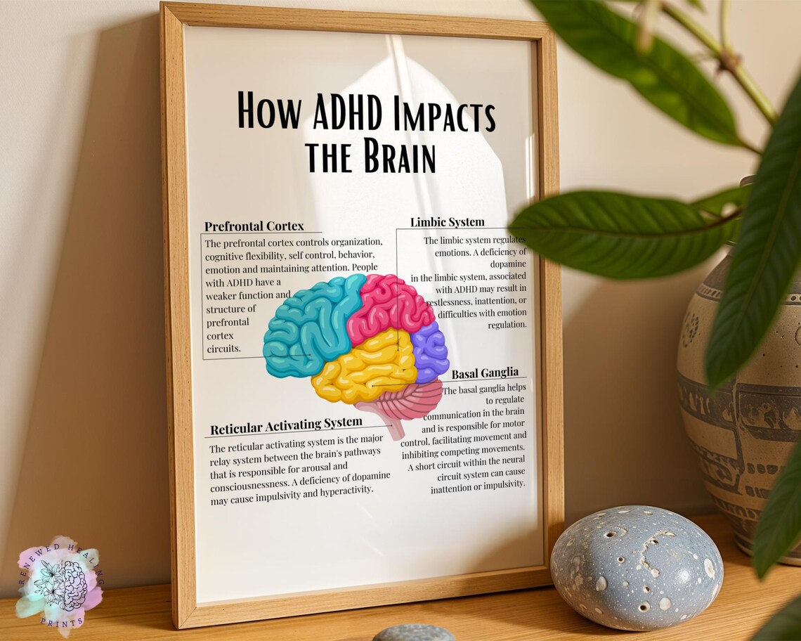How ADHD Impacts the Brain | Attention-deficit/hyperactivity Disorder ...
