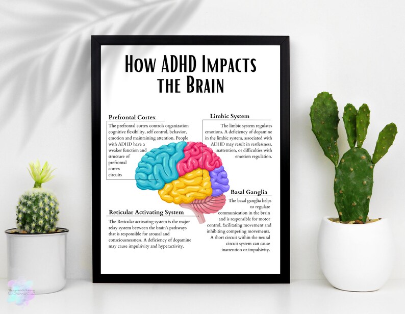 How ADHD Impacts the Brain Attention-deficit/hyperactivity Disorder Office Decor, Occupational ...
