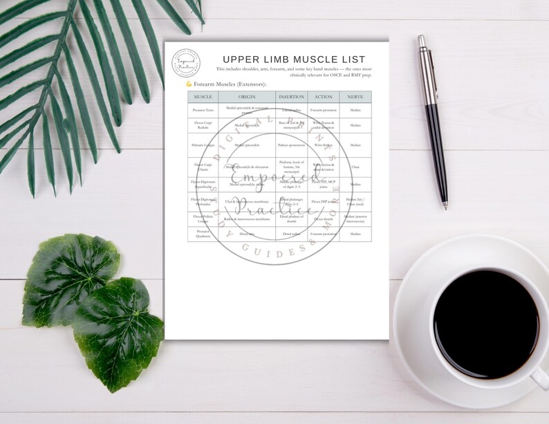 Upper Body Muscle OIA Chart (printable for Massage Therapy Students) - Etsy