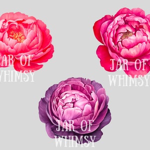 Watercolour Vibrant Peony Clipart Spring Flower Elements PNG Digital ...