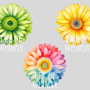 Watercolour Vibrant Daisies Clipart Spring Flower Elements PNG Digital ...