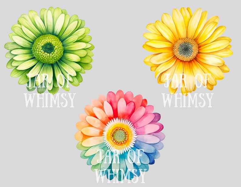 Watercolour Vibrant Daisies Clipart Spring Flower Elements PNG Digital ...