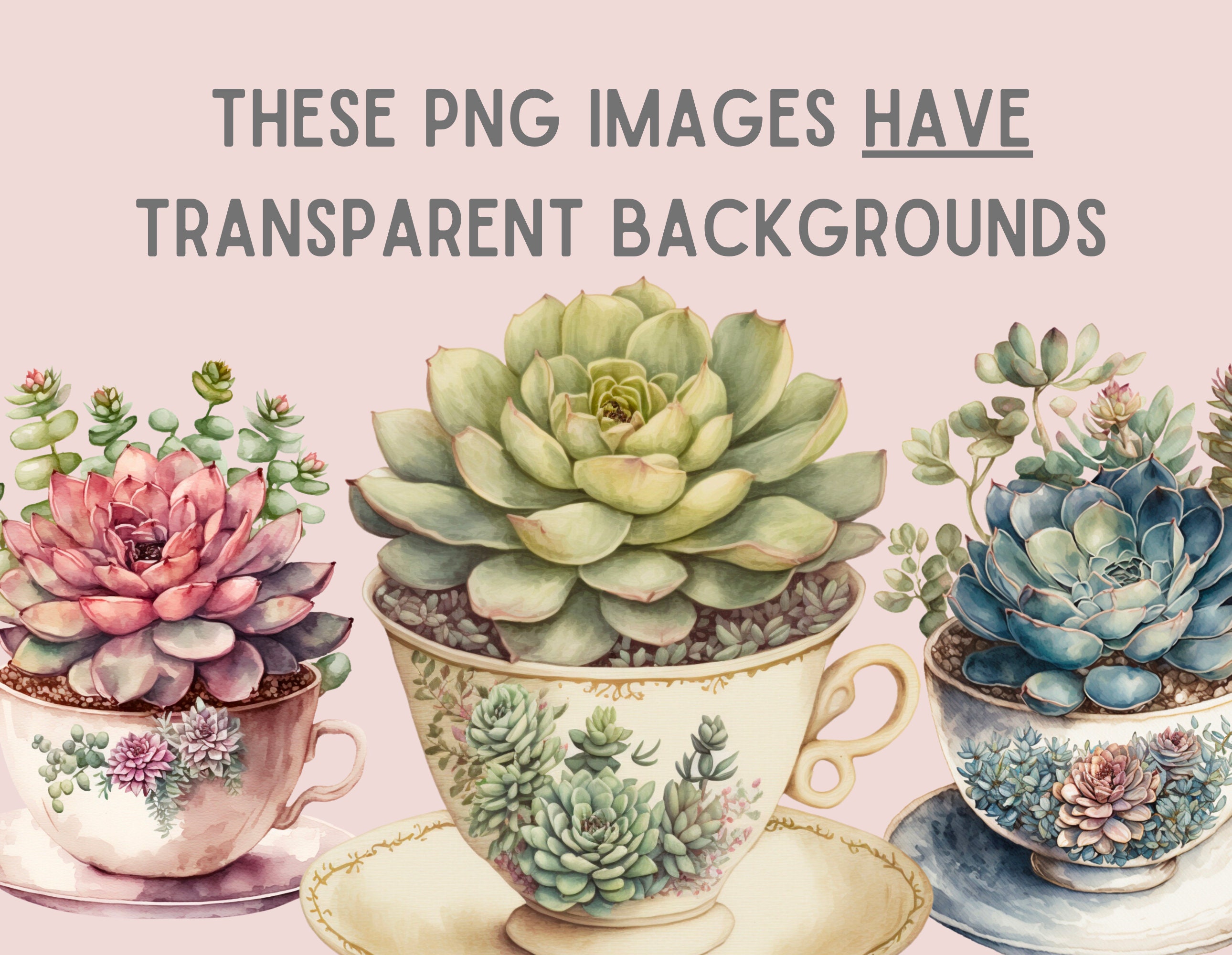 Watercolour Succulent Teacup Clipart Houseplants PNG Digital Image ...