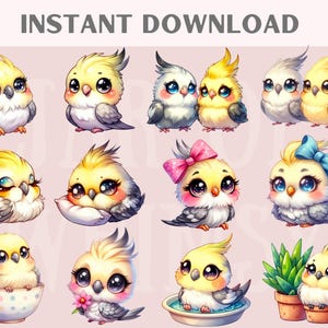Watercolour Kawaii Cockatiel Clipart Chibi Pet Bird PNG Digital Image ...