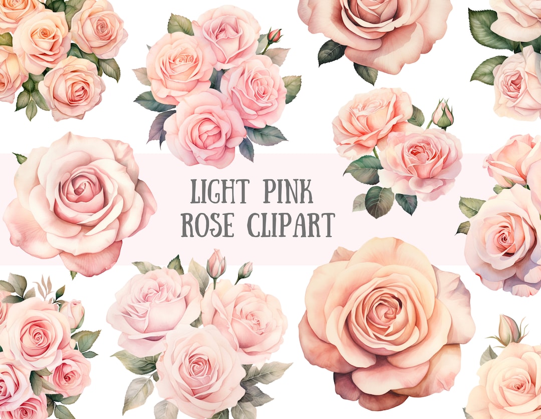 Watercolour Light Pink Rose Clipart Blush Rose Graphics PNG Digital ...