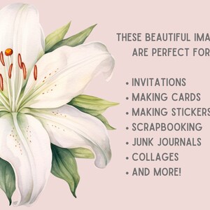 Watercolour Pastel Lily Clipart Spring Flower Elements PNG Digital ...