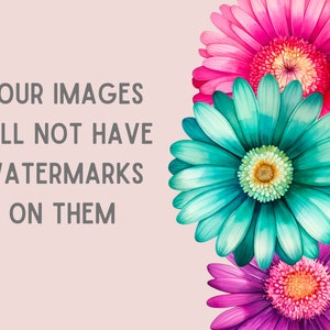 Watercolour Vibrant Daisies Clipart Spring Flower Elements PNG Digital ...