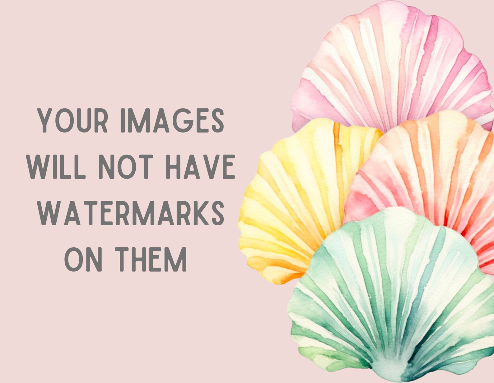 Watercolour Rainbow Seashell Clipart Beach Shells PNG Digital Image ...