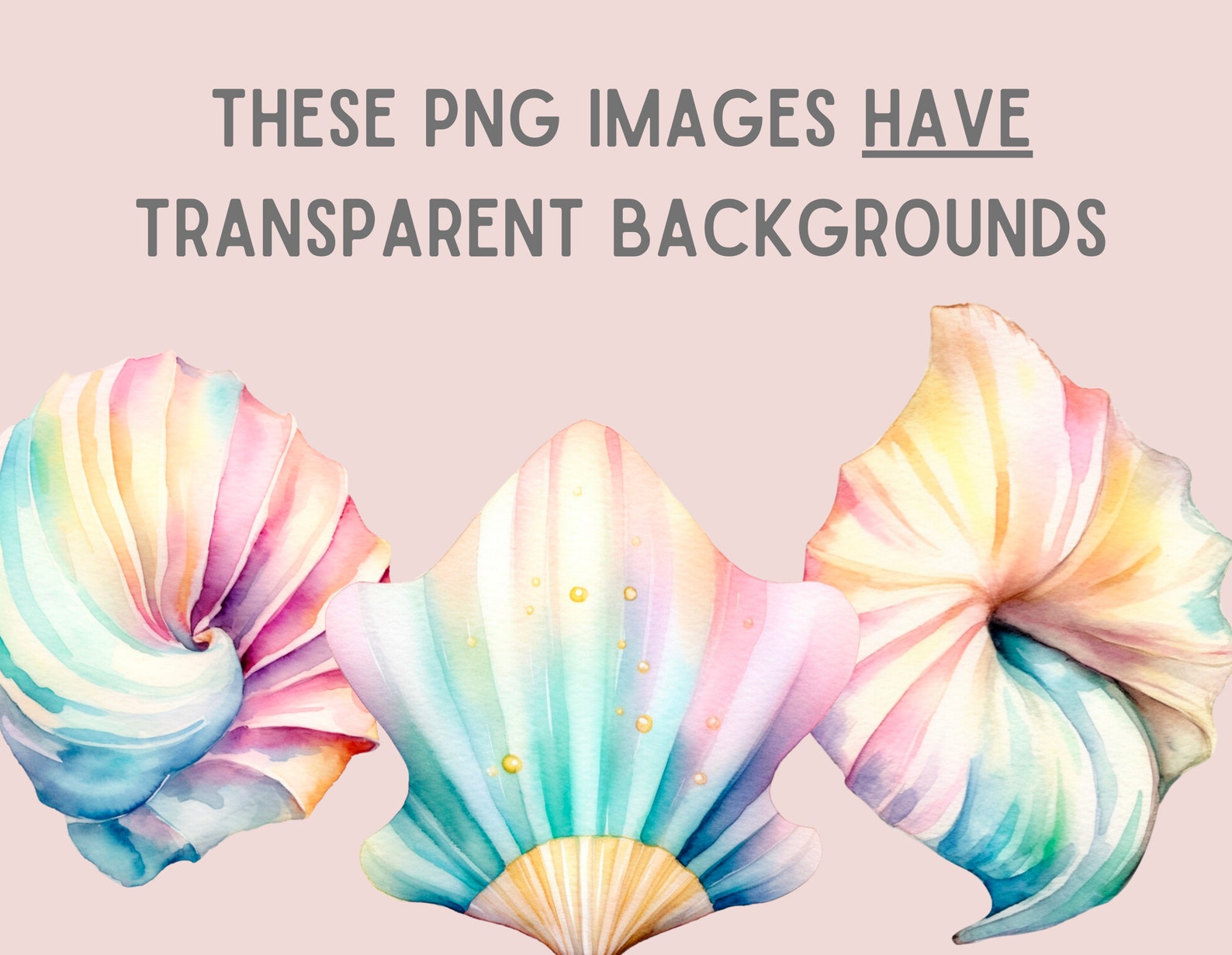 Watercolour Rainbow Seashell Clipart Beach Shells PNG Digital Image ...