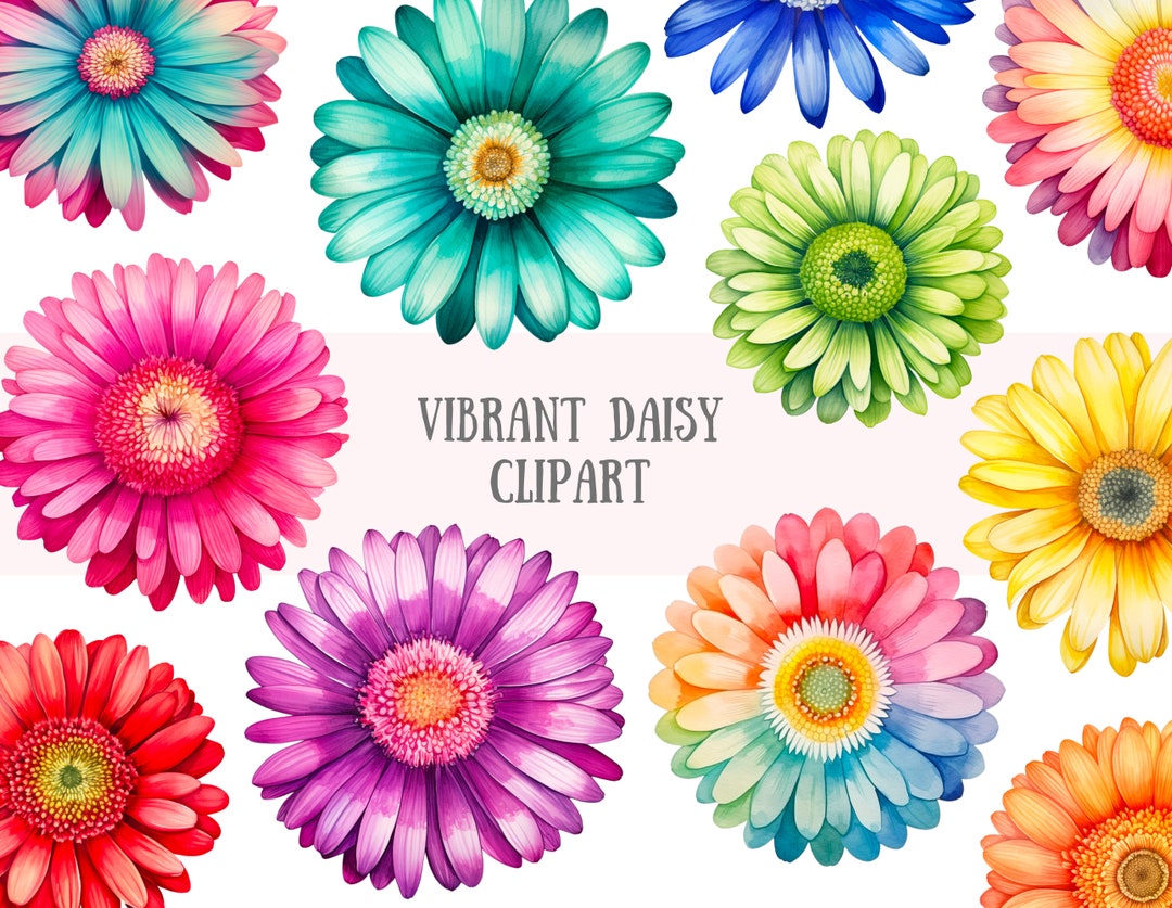 Watercolour Vibrant Daisies Clipart Spring Flower Elements PNG Digital ...