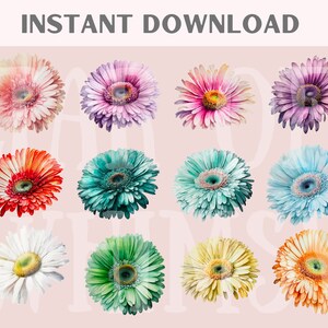 Watercolour Daisy and Gerbera Clipart Spring Flower PNG Digital Image ...