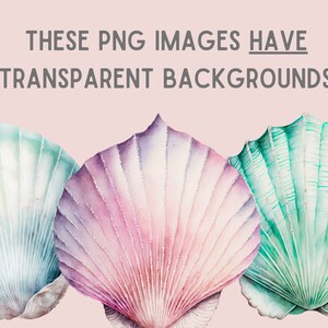 Watercolour Pastel Seashell Clipart - Beach Shells PNG Digital Image ...
