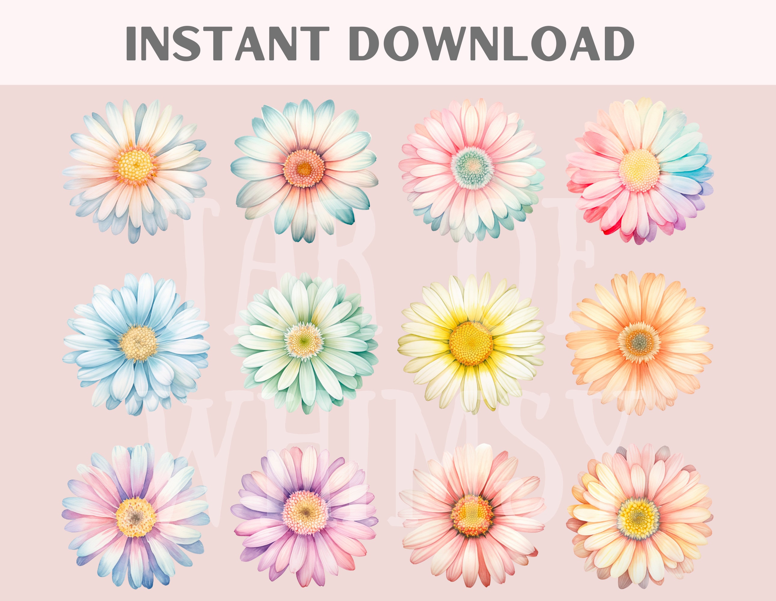 Watercolour Pastel Daisies Clipart Spring Flower Elements PNG Digital ...