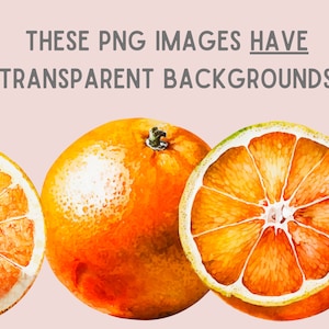 Watercolour Orange Clipart Citrus Fruit Orchard PNG Digital Image ...