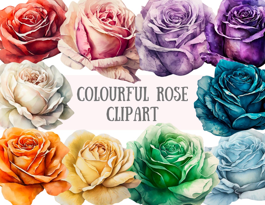 Watercolour Colourful Roses Clipart Spring Flower PNG Digital Image ...