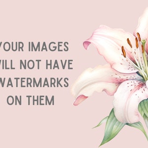 Watercolour Pastel Lily Clipart Spring Flower Elements PNG Digital ...