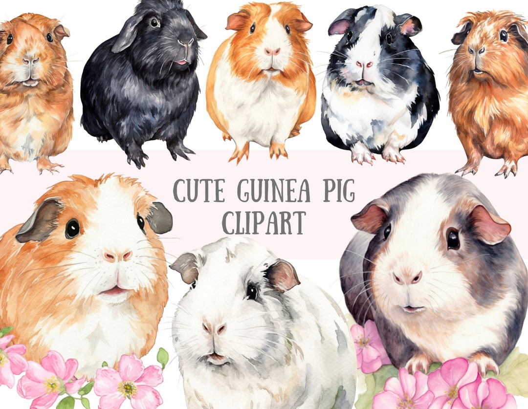 Watercolour Spring Guinea Pig Clipart Hamster Pet PNG Digital Image ...