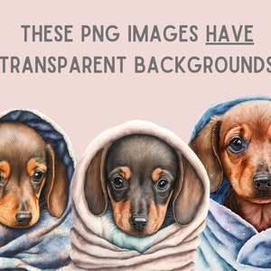 Watercolour Dachshund Puppies Clipart - Sausage Dog PNG Digital Image ...
