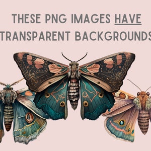 Watercolour Boho Moths Clipart Rustic Moth PNG Digital Image Downloads ...